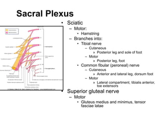 Lumbar and sacral plexus | PPT