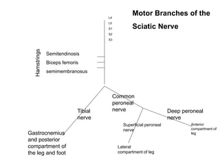 Lumbar and sacral plexus | PPT