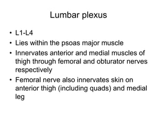 Lumbar and sacral plexus | PPT