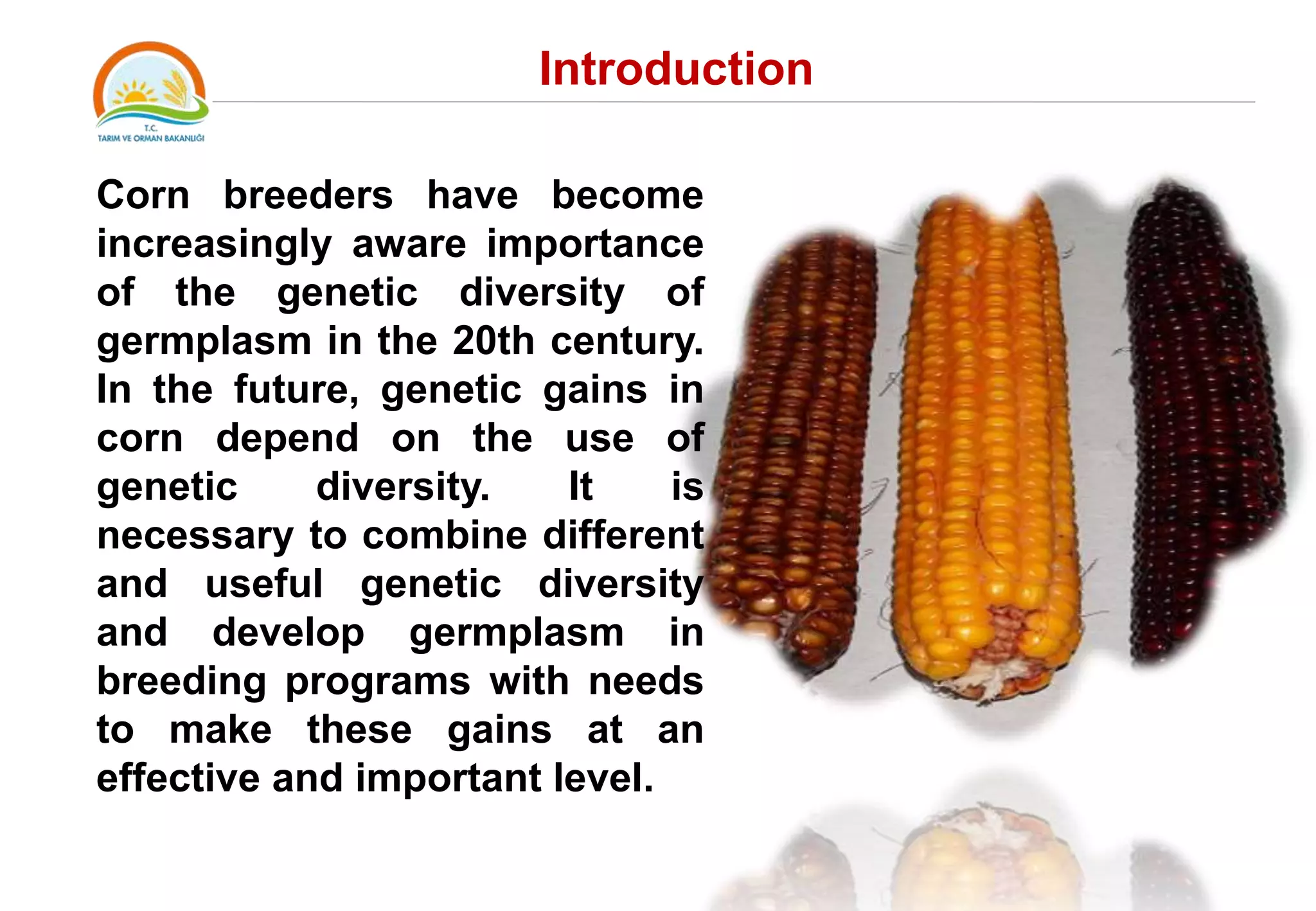 Development of synthetic maize germplasm | PPTX