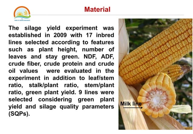 Development of synthetic maize germplasm | PPTX