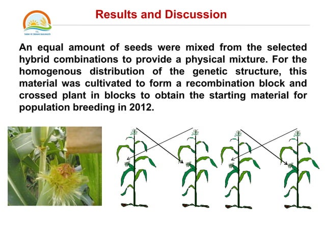 Development of synthetic maize germplasm | PPTX