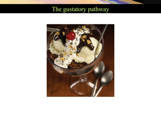 physiology of taste sensation-Taste-Pathway.ppt
