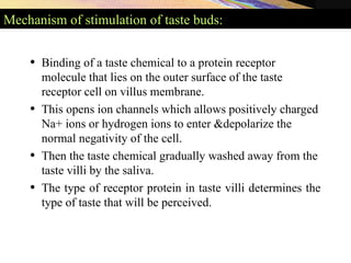 physiology of taste sensation-Taste-Pathway.ppt