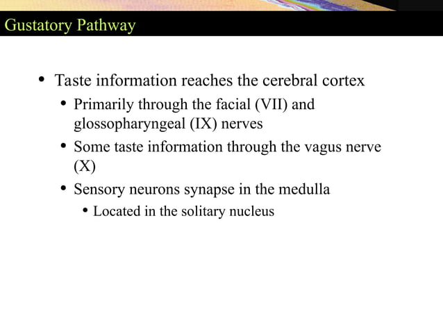 physiology of taste sensation-Taste-Pathway.ppt