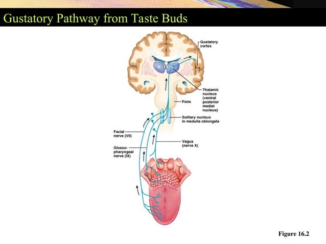 physiology of taste sensation-Taste-Pathway.ppt