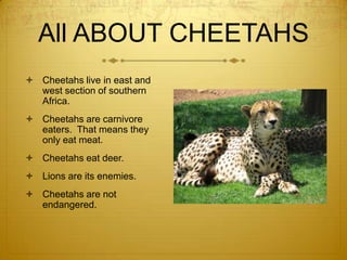 327 cheetahs | PPTX