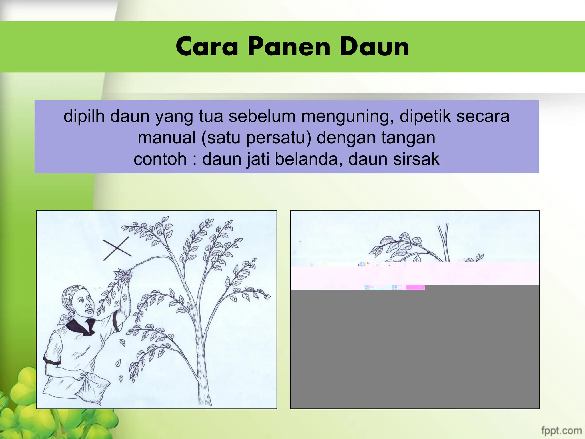 PRINSIP PEMBUATAN SIMPLISIA | PDF