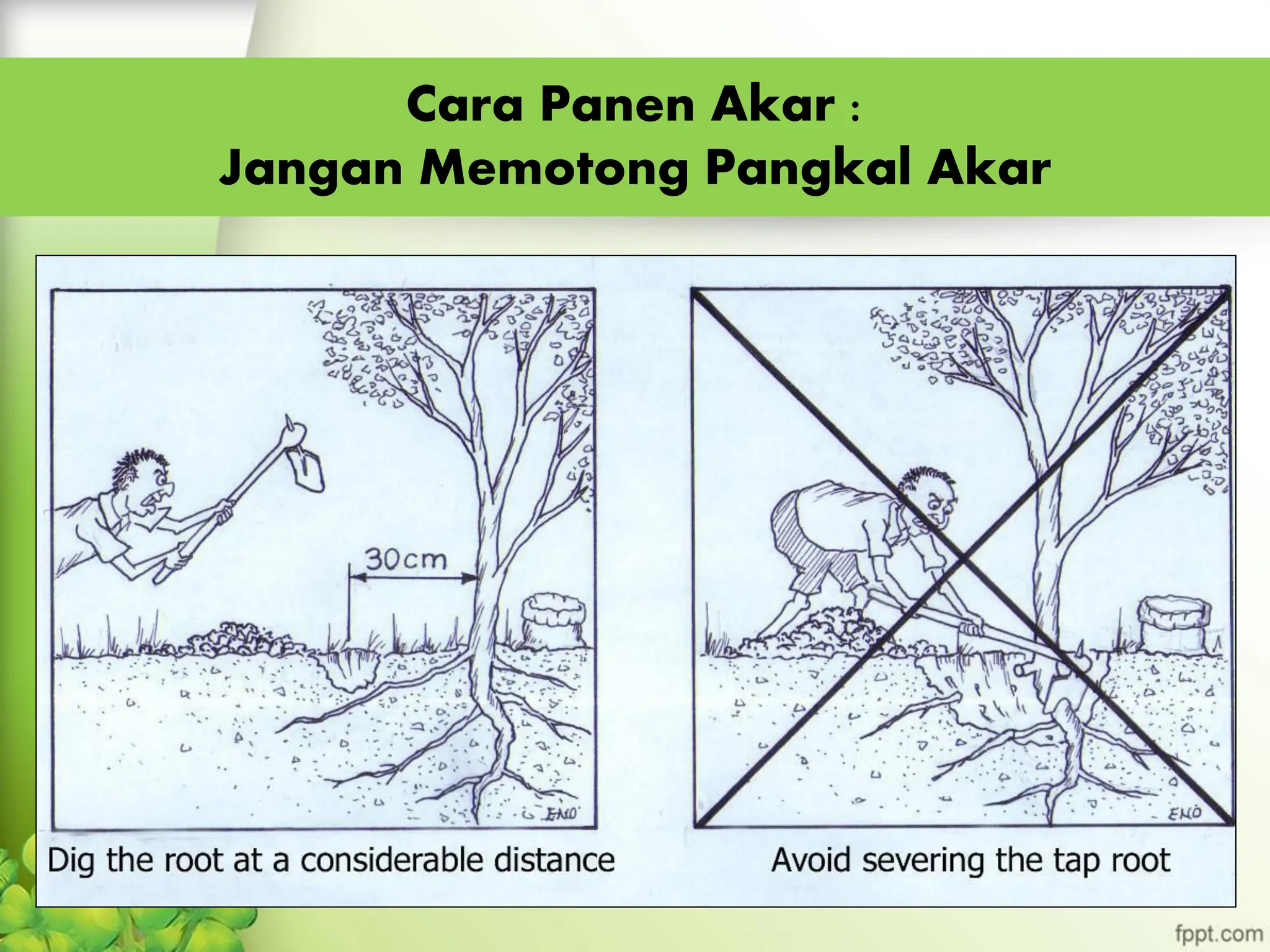 PRINSIP PEMBUATAN SIMPLISIA | PDF
