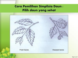 PRINSIP PEMBUATAN SIMPLISIA | PDF