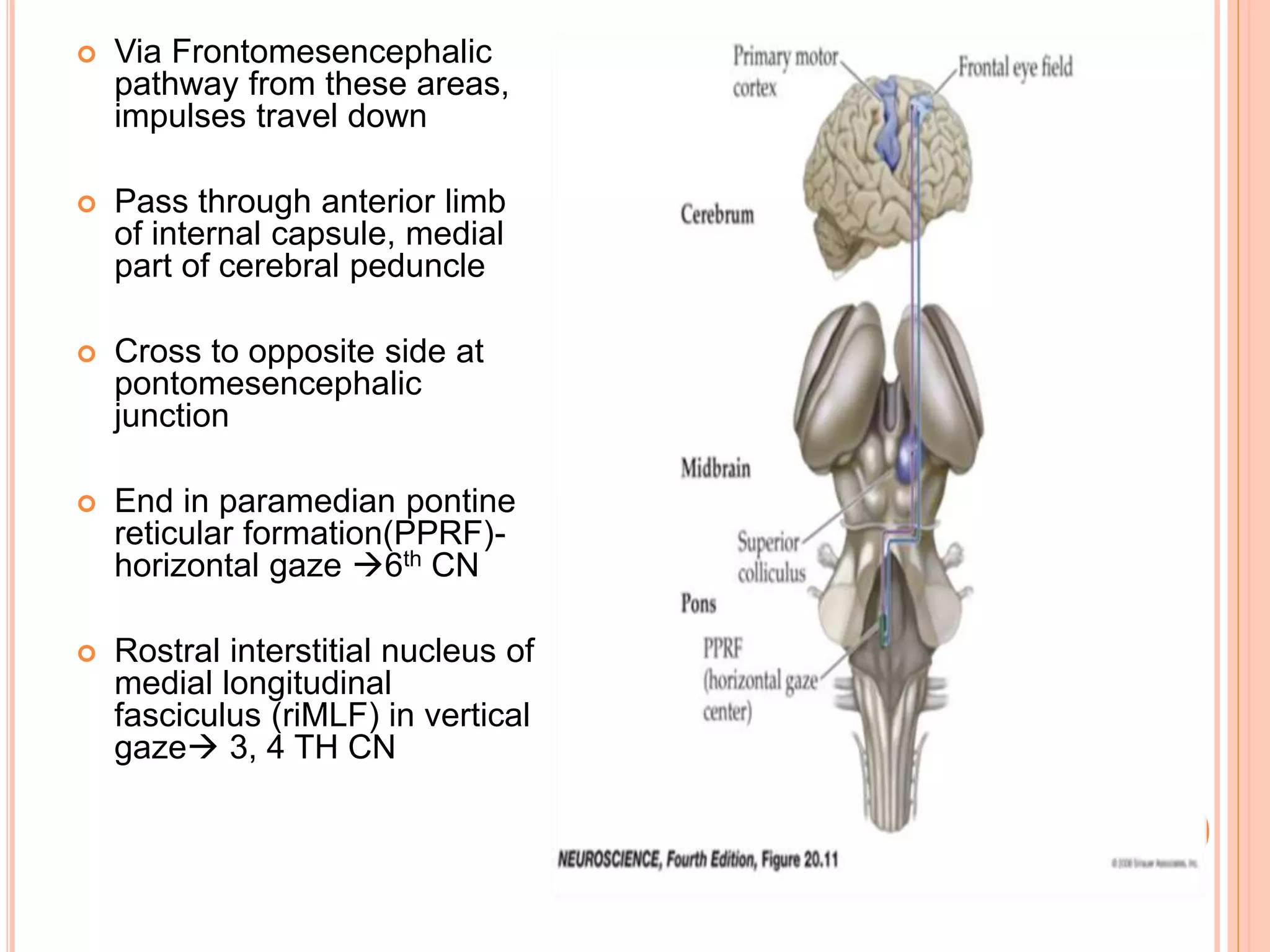 approach to diplopia 3.11.2017