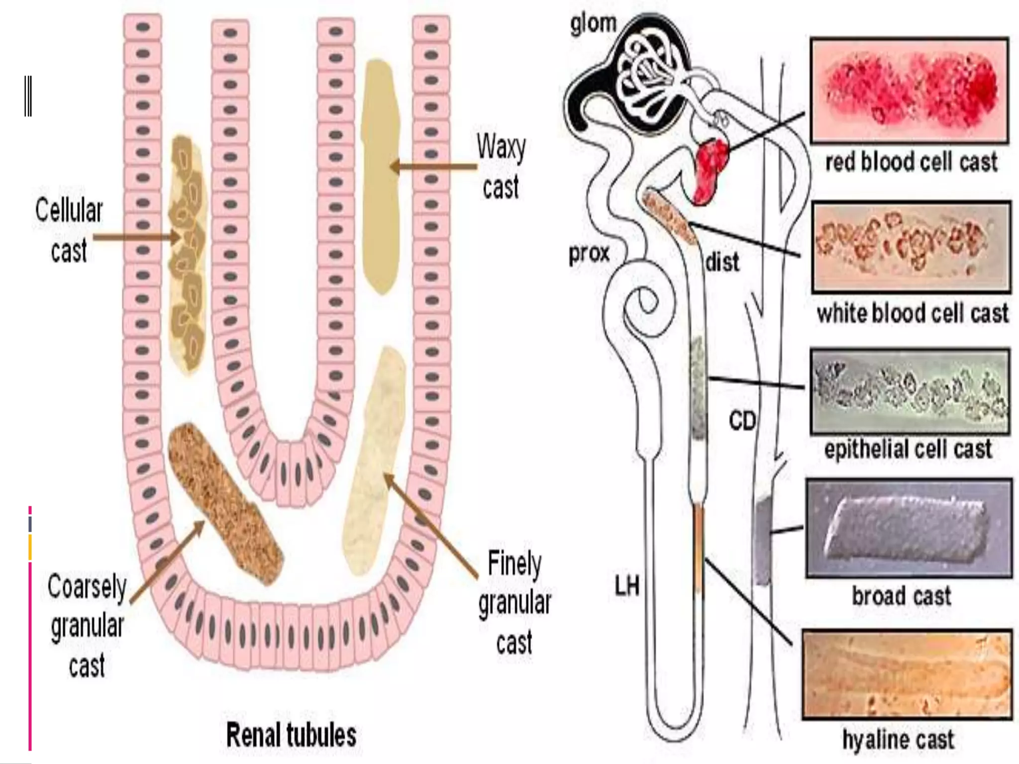 kidney function tests | PPTX