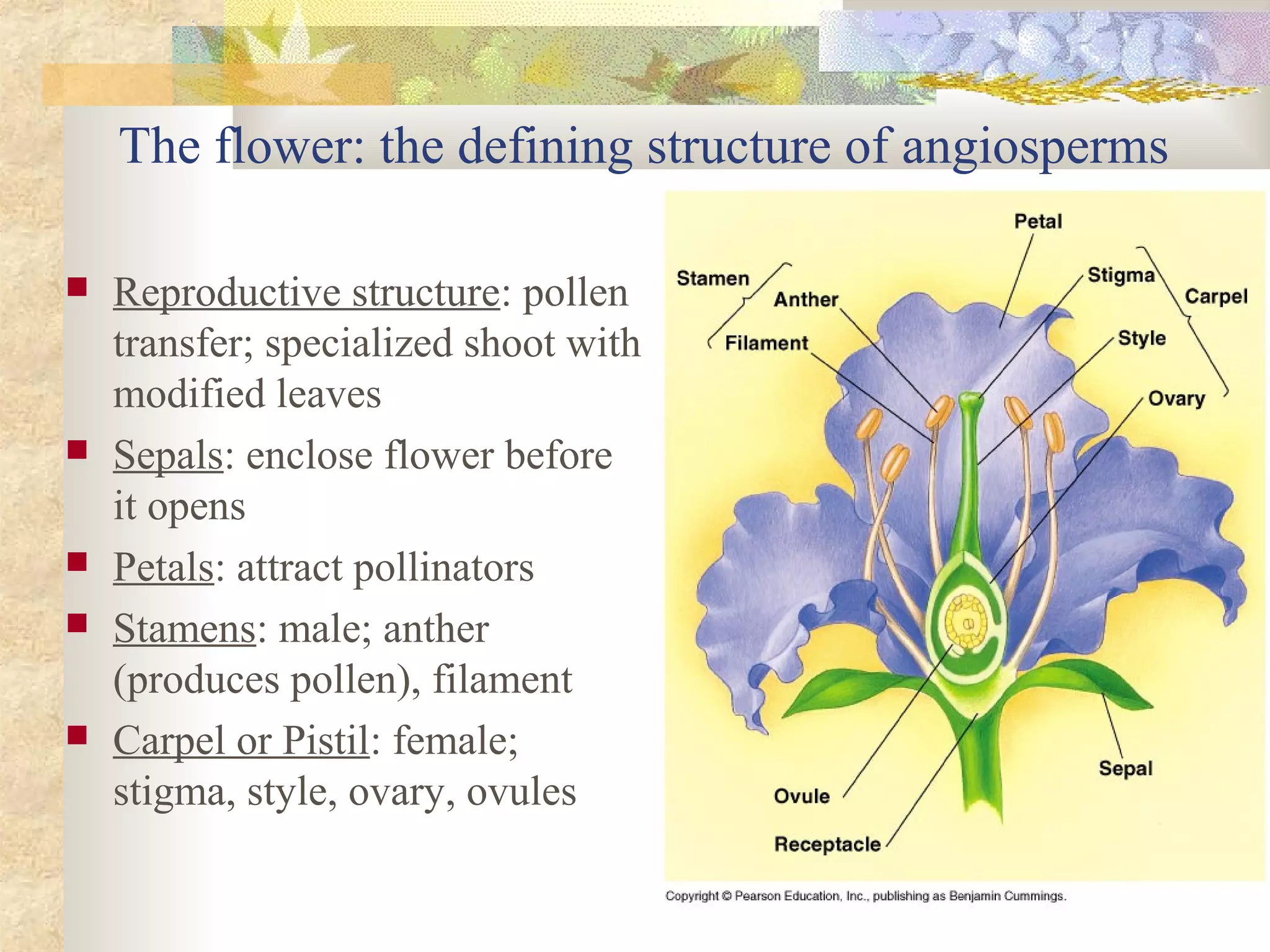 32 biology 3 11 08 10c plant systems subsystems 2 | PPT