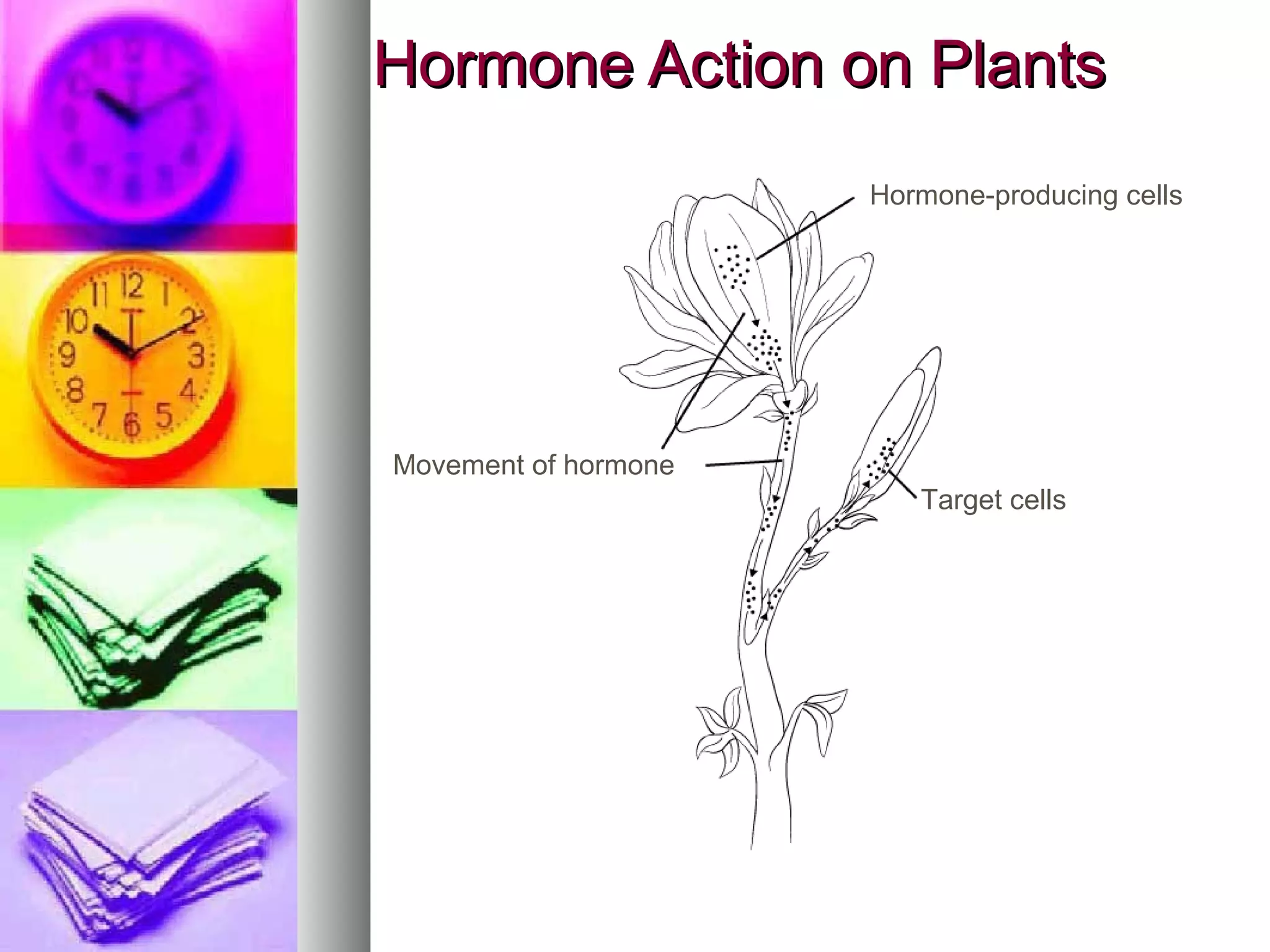 32 biology 3 11 08 10c plant systems subsystems 2 | PPT | Gardening ...