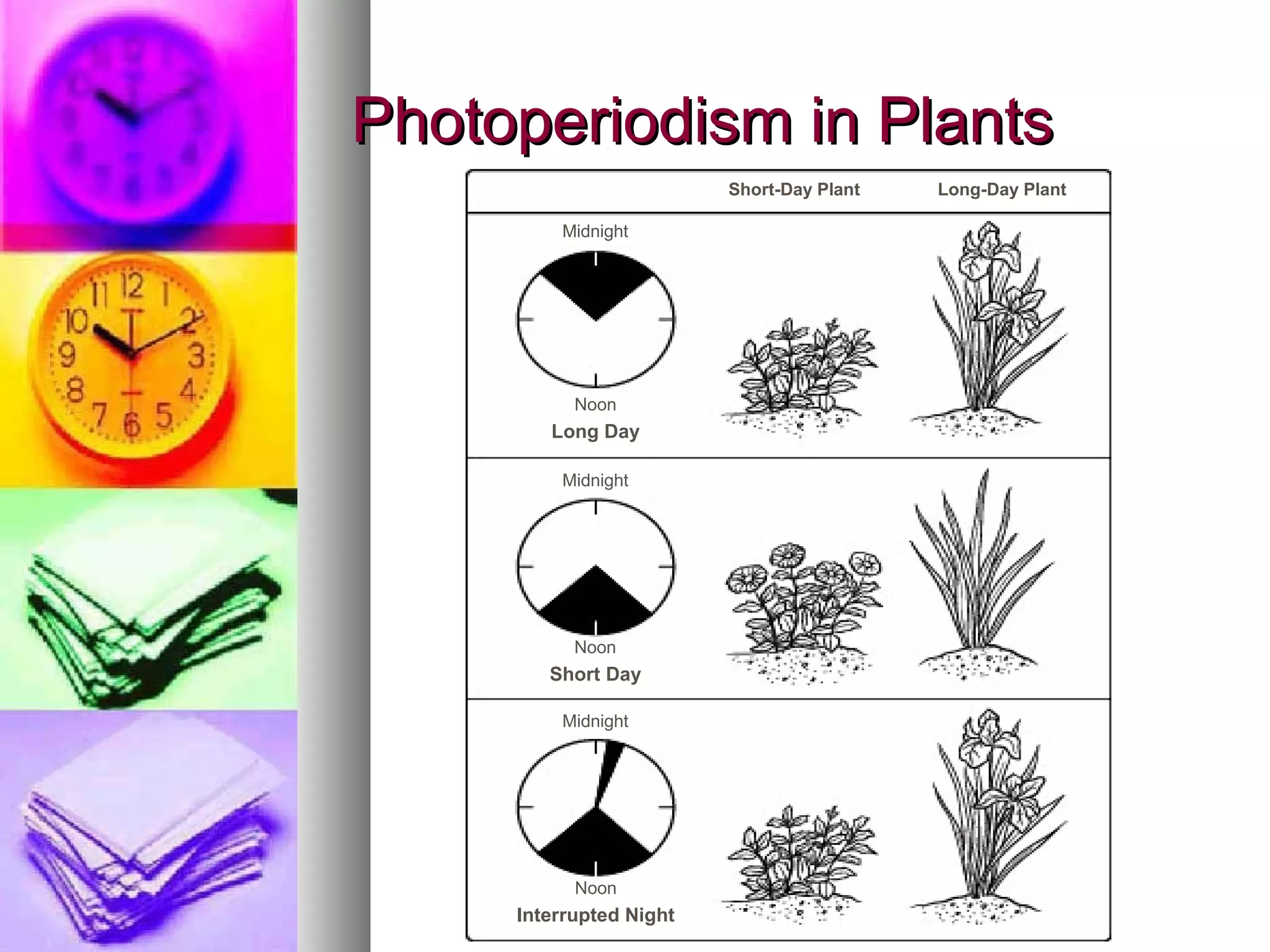 32 biology 3 11 08 10c plant systems subsystems 2 | PPT