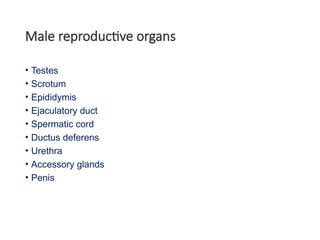 anatomy of Male Reproductive Organs.pptx