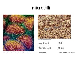 Modeling the shapes of actin based protrusions (stereocilia, filopodia ...