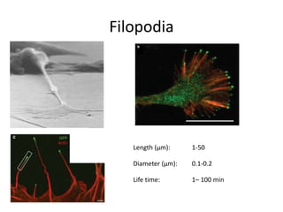 Modeling the shapes of actin based protrusions (stereocilia, filopodia ...