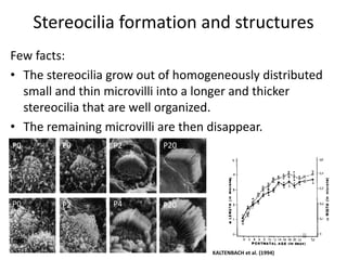 Modeling the shapes of actin based protrusions (stereocilia, filopodia ...