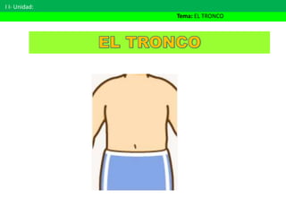 32 el tronco | PPTX
