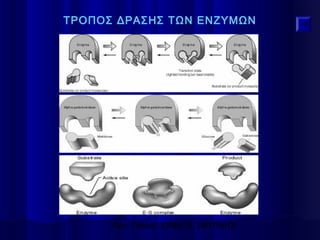3 2 enzyma | PPT