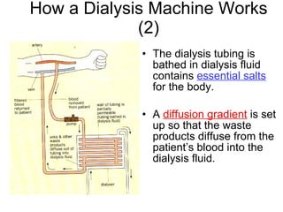 Chapter 11 Excretion Lesson 3 - The 2 functions of kidneys and Kidney ...