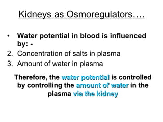 Chapter 11 Excretion Lesson 3 - The 2 functions of kidneys and Kidney ...