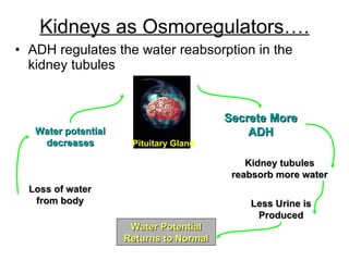 Chapter 11 Excretion Lesson 3 - The 2 functions of kidneys and Kidney ...