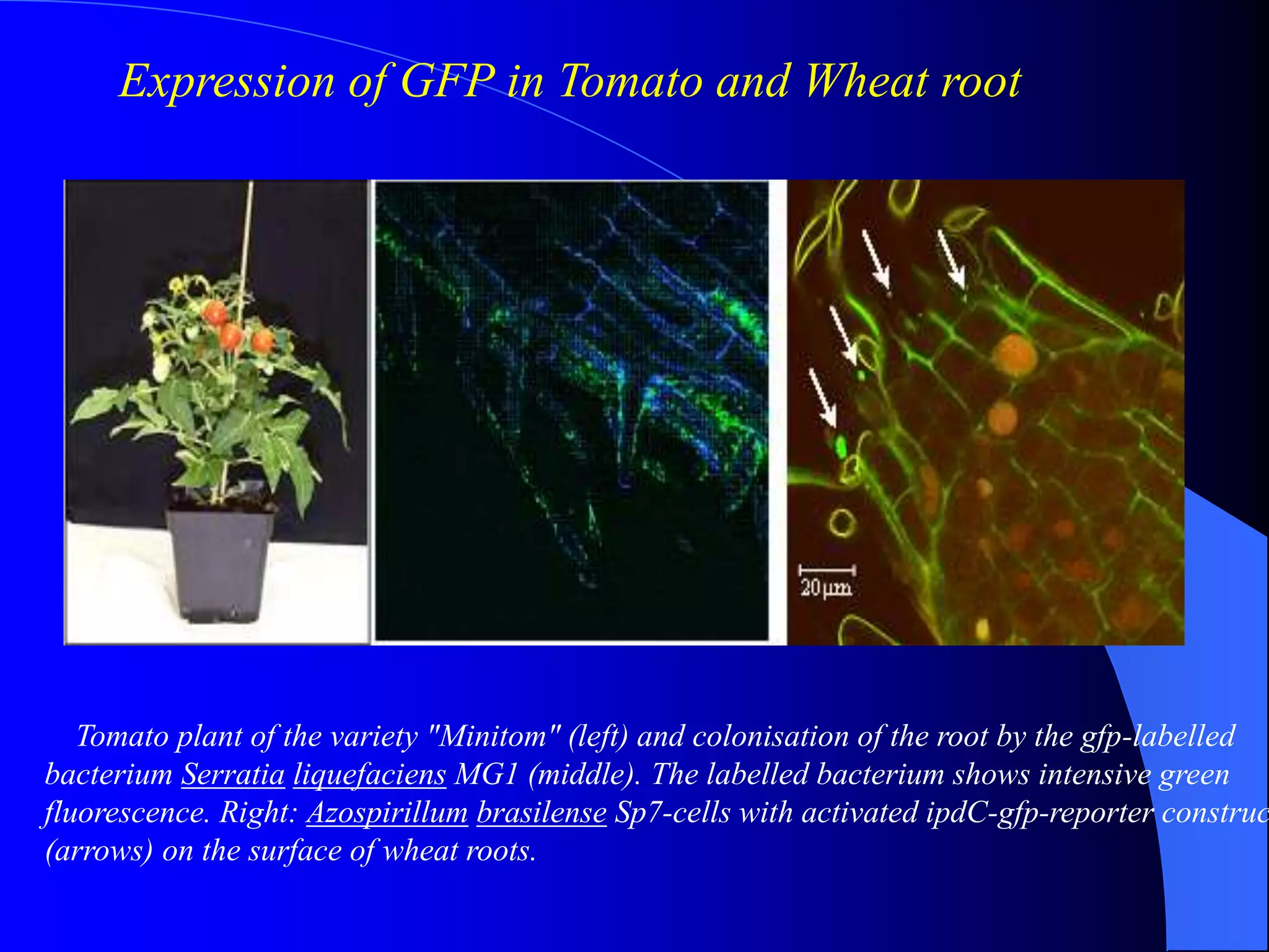 Transgenic Plant | PPT | Biotech and Biomedical Industry | Industries