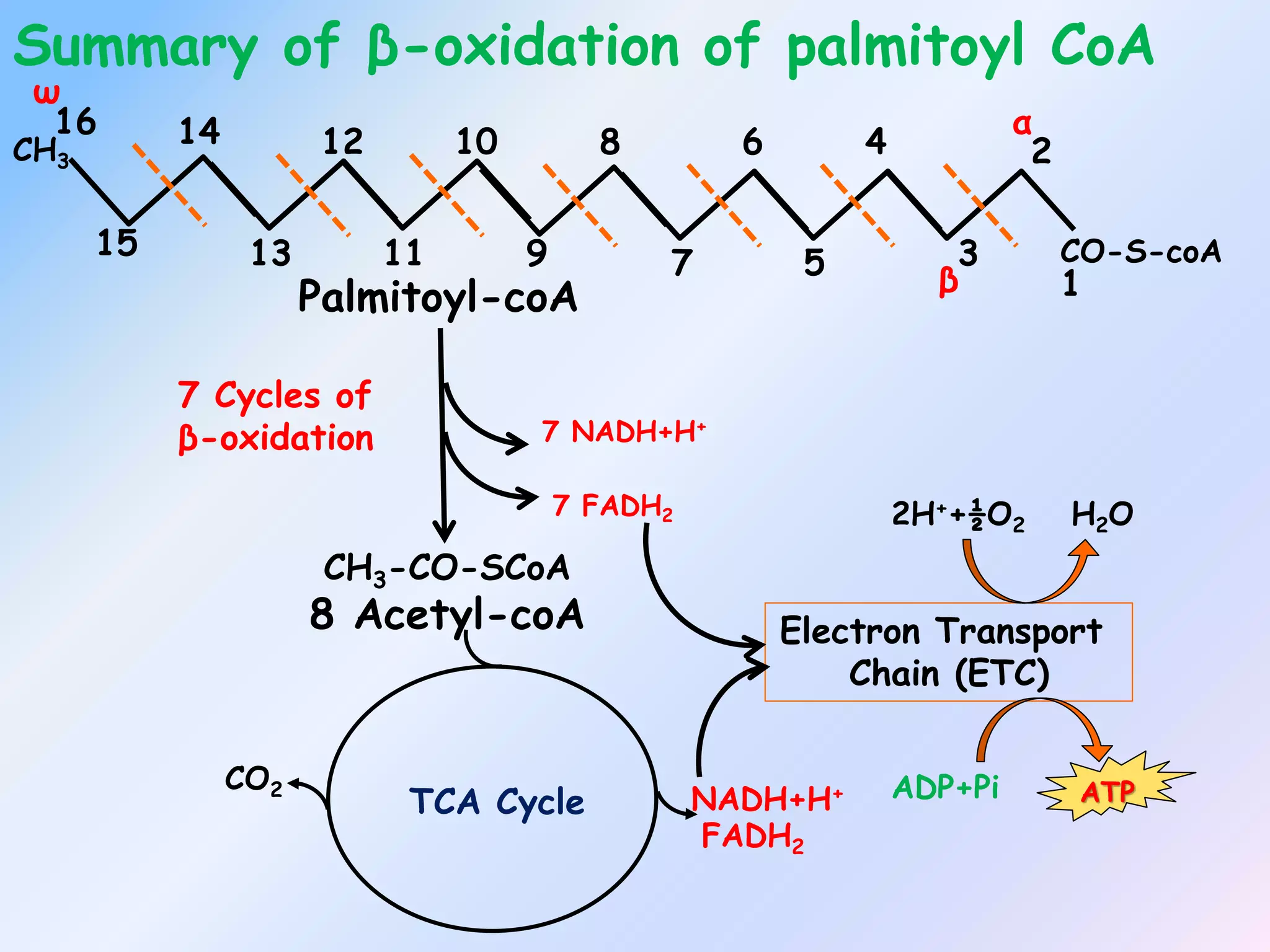 Oxidation of fatty acids | PPSX