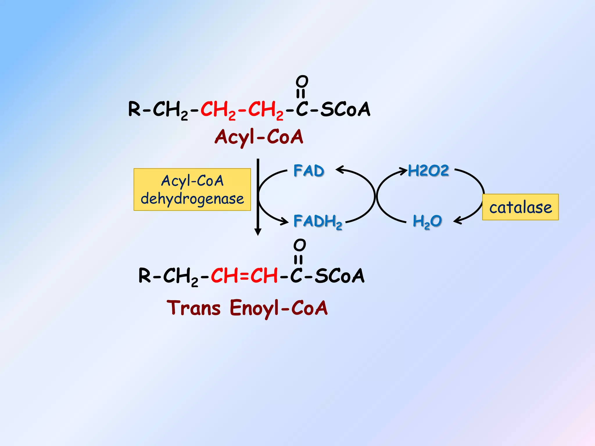 Oxidation of fatty acids | PPSX