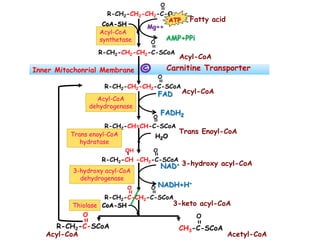 Oxidation of fatty acids | PPSX