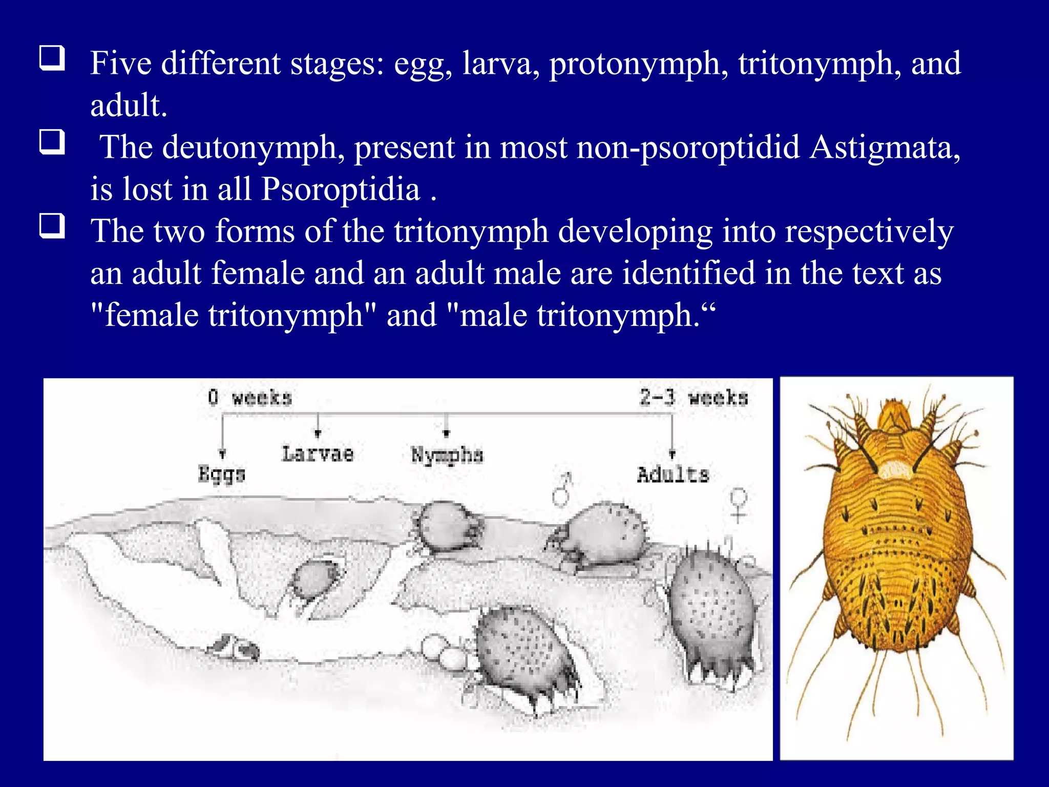 characterization of mites | PPT
