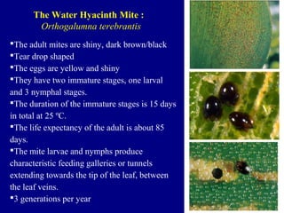 characterization of mites | PPT