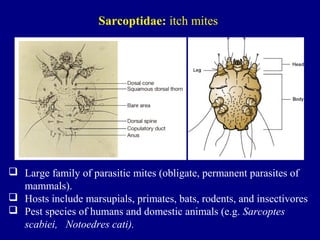 characterization of mites | PPT | Biological Sciences | Science