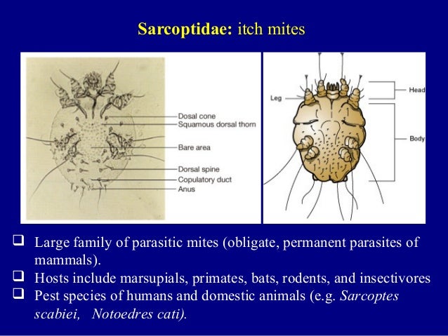 characterization of mites