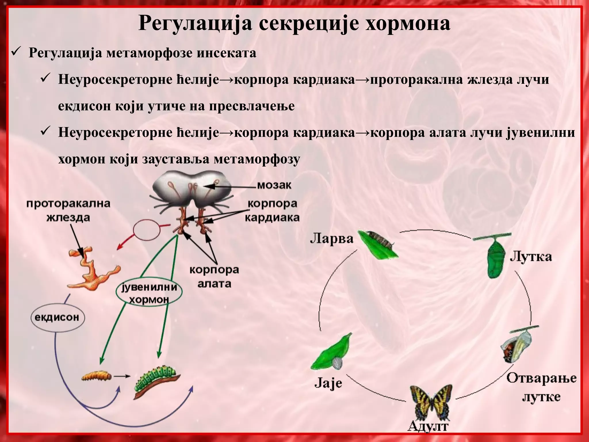 33. Endokrina regulacija i termoregulacija | PPTX