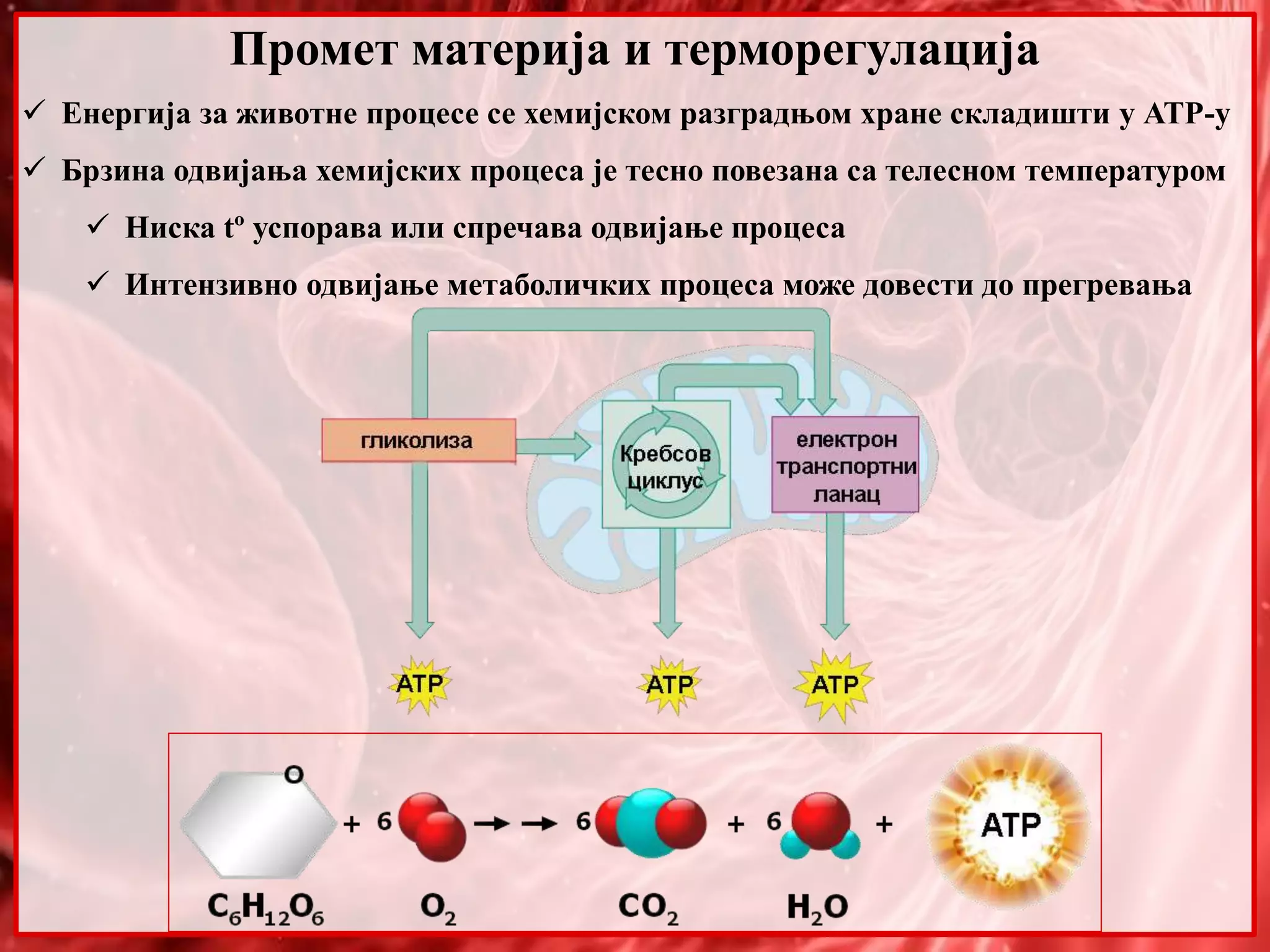 33. Endokrina regulacija i termoregulacija | PPTX