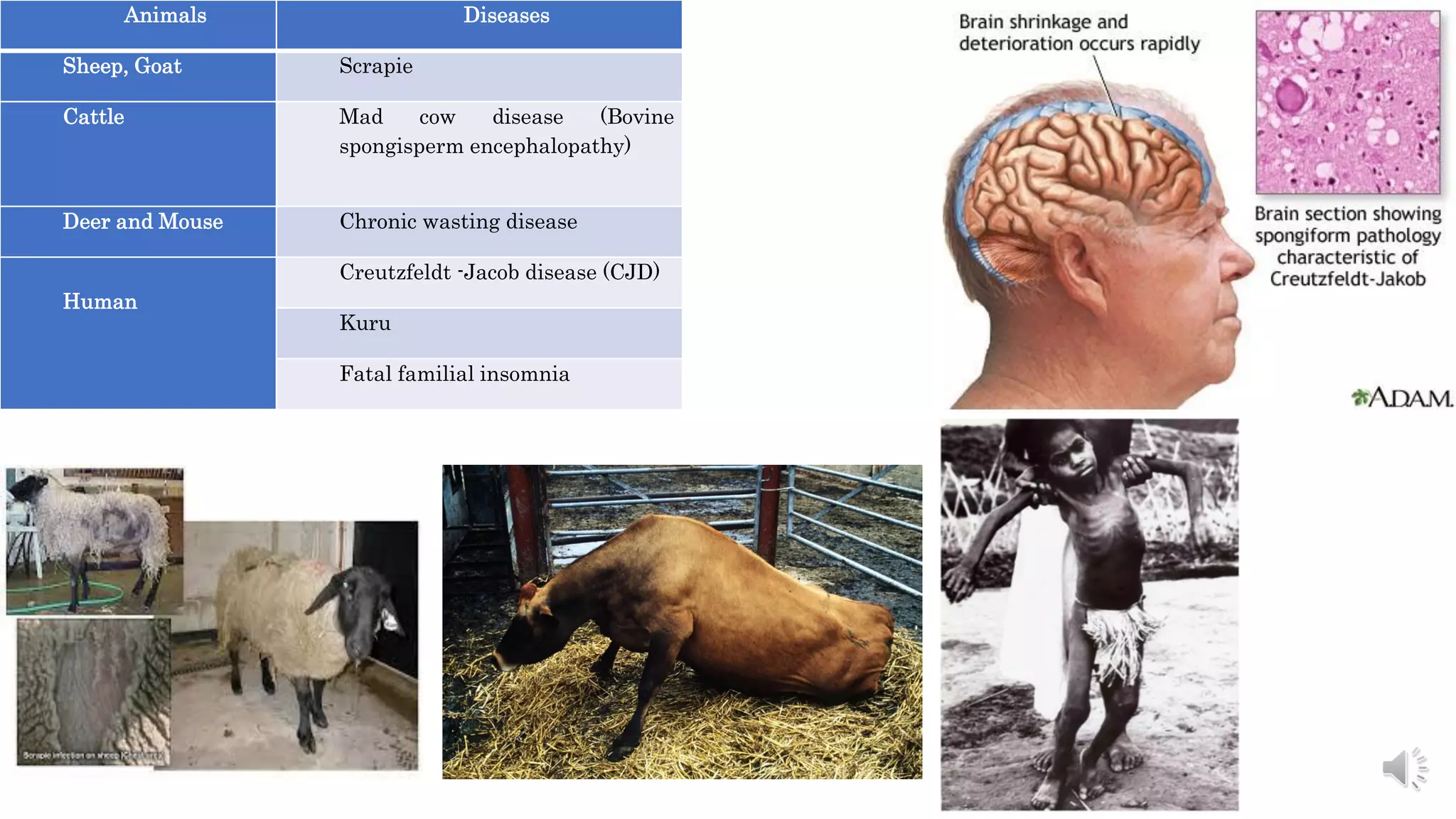 Viroid and virusoid | PDF