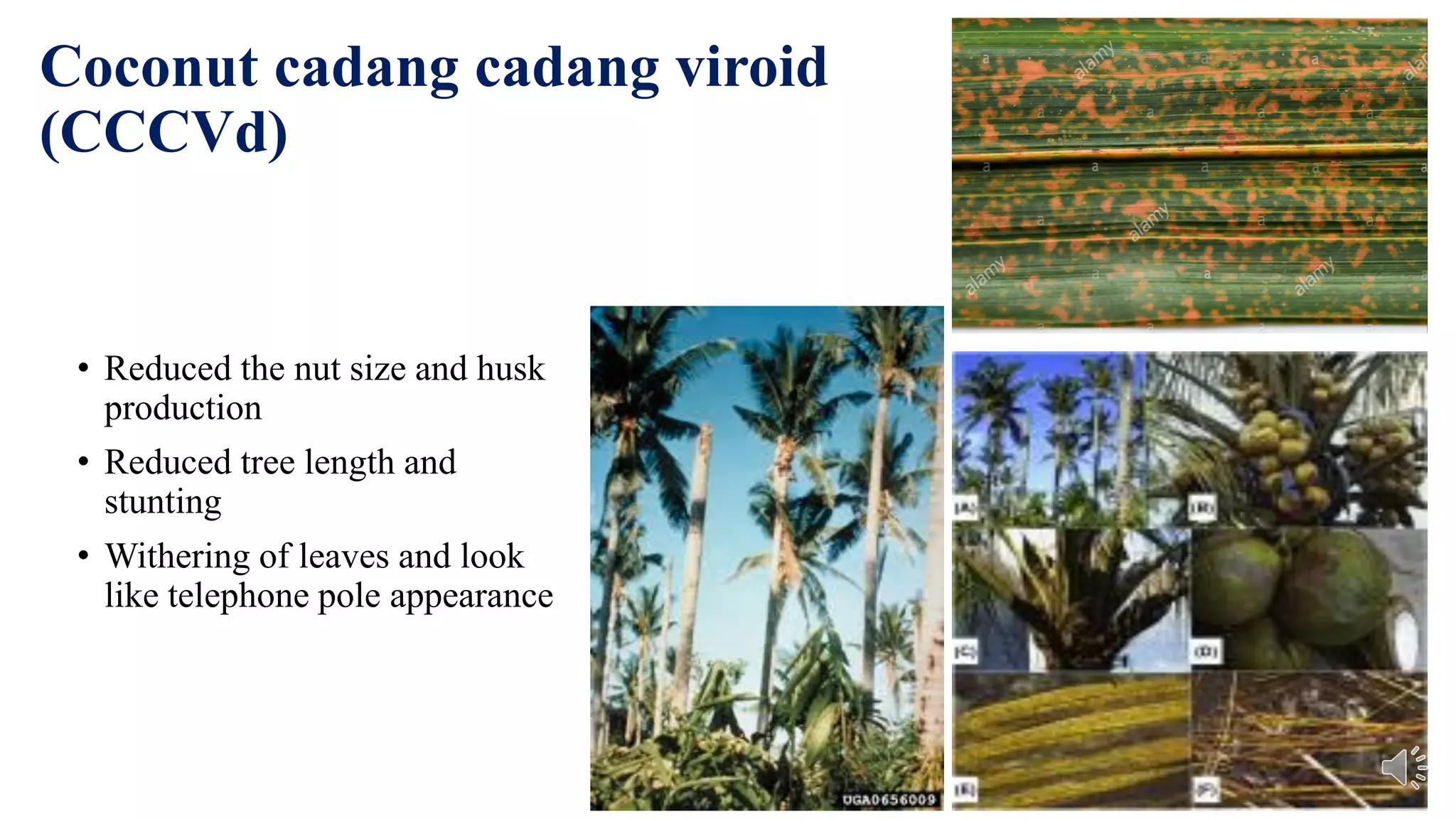 Viroid and virusoid | PDF