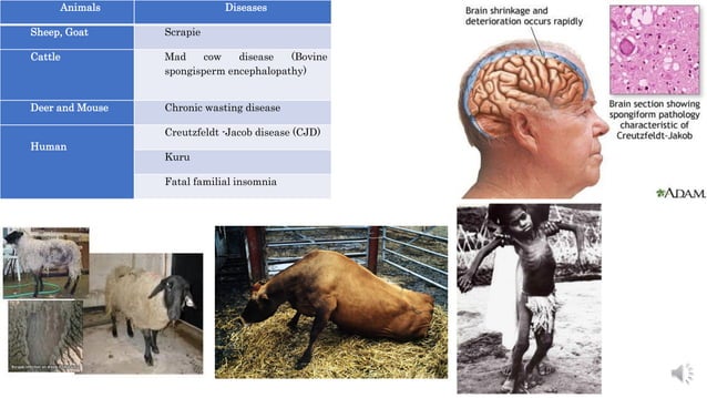 Viroid and virusoid | PDF | Biological Sciences | Science