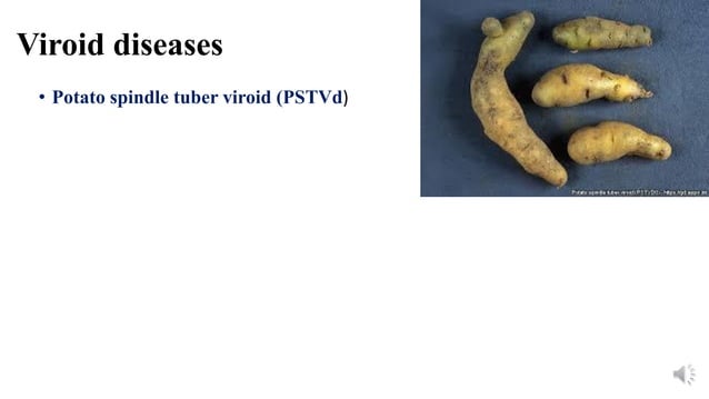 Viroid and virusoid | PDF | Biological Sciences | Science