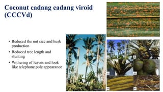 Viroid and virusoid | PDF