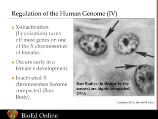genome organization described in a lucid fashion | PPT