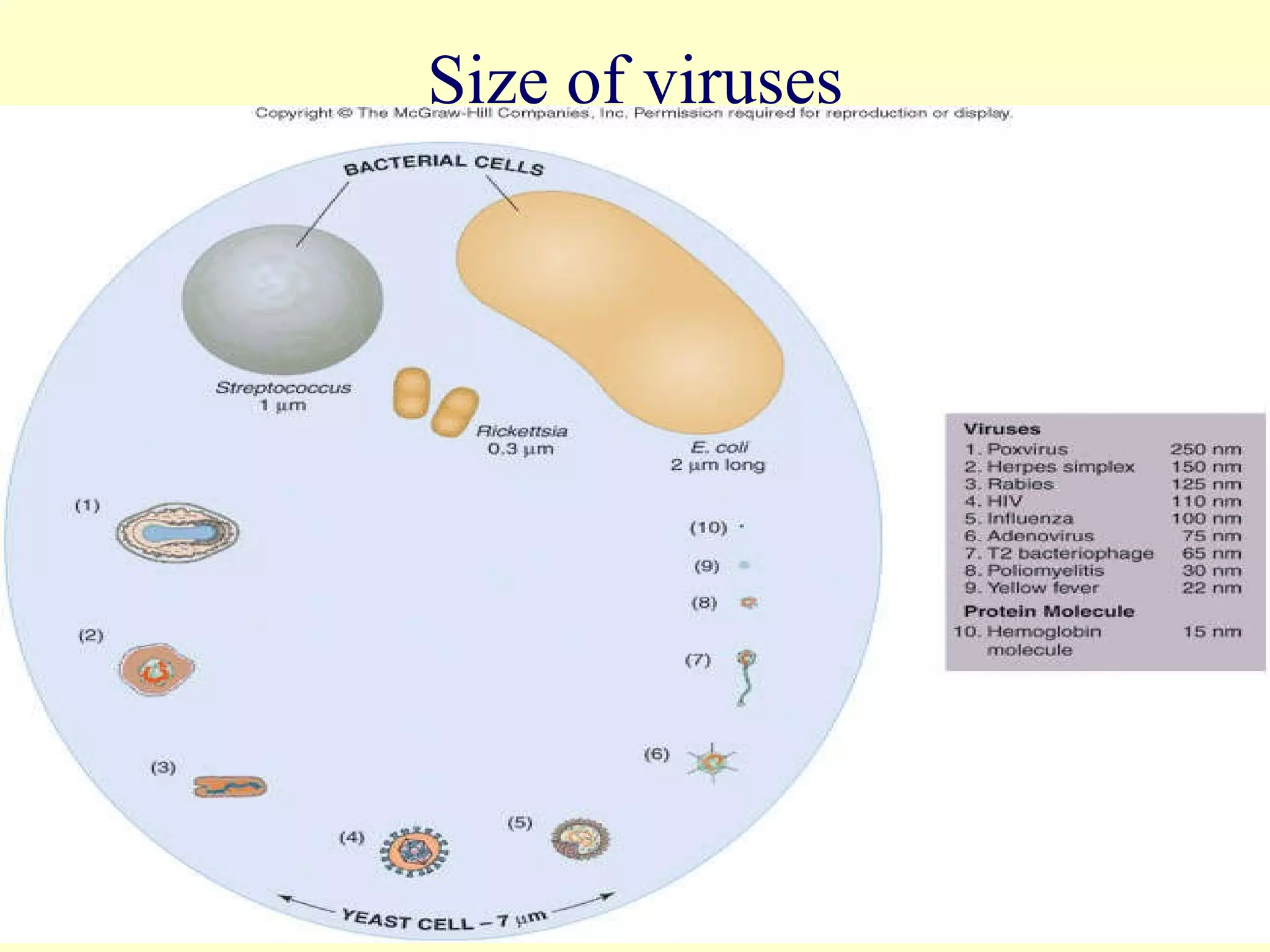 33. an introduction to the viruses | PPT