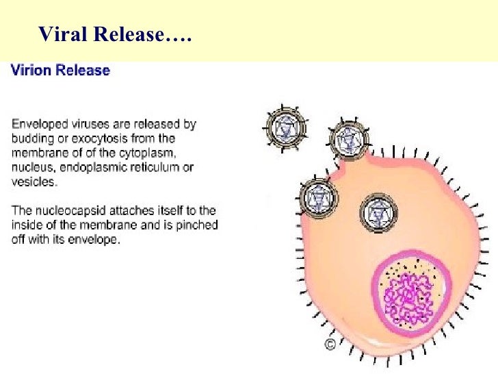33. an introduction to the viruses