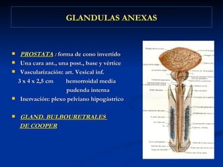 33 Aparato Genital Masculino | PPT