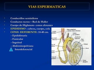33 Aparato Genital Masculino | PPT