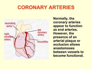 33. cardiovascular 5-1-08-09 | PPT