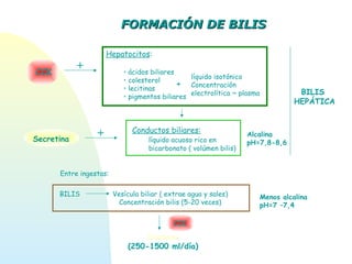 fisiología del hígado y vías biliares-final | PPT
